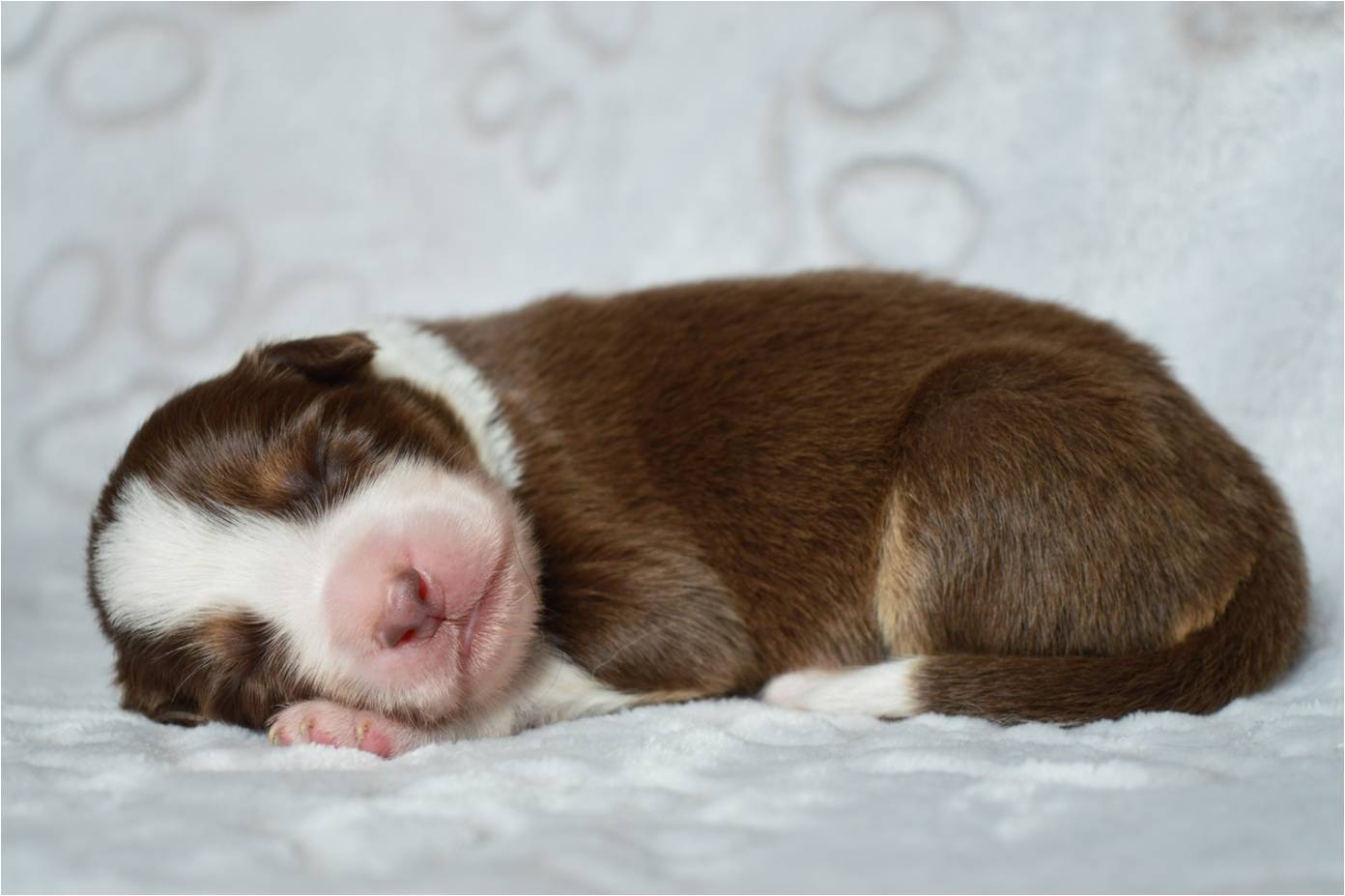 CALLIE COLETTE CALISTA PARADISE :: CALISTA PARADISE